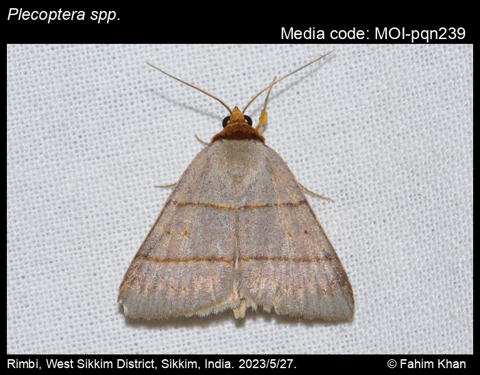 Plecoptera spp. | Moths